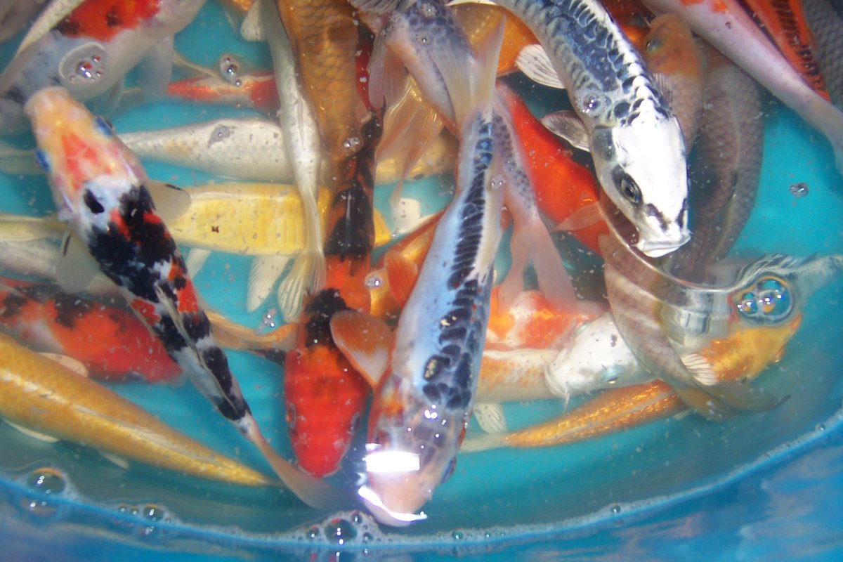 Butterfly Koi 18-20 cm, 165,75